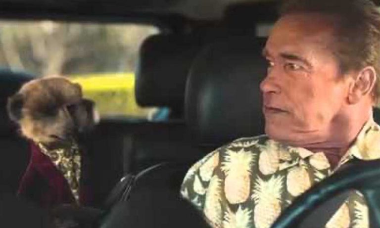 Compare The Market - Arnold Schwarzenegger